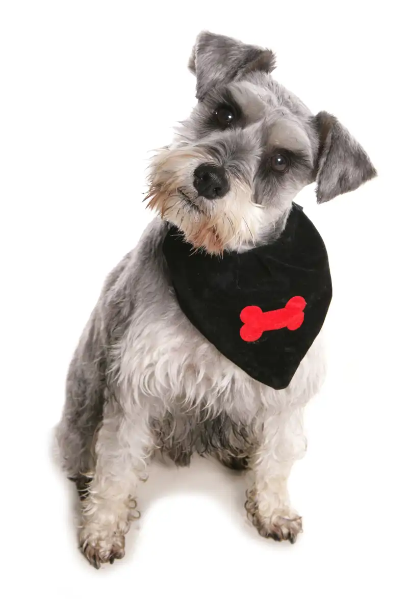 Un perro para cada personalidad: la raza que mejor te describe según tu ...